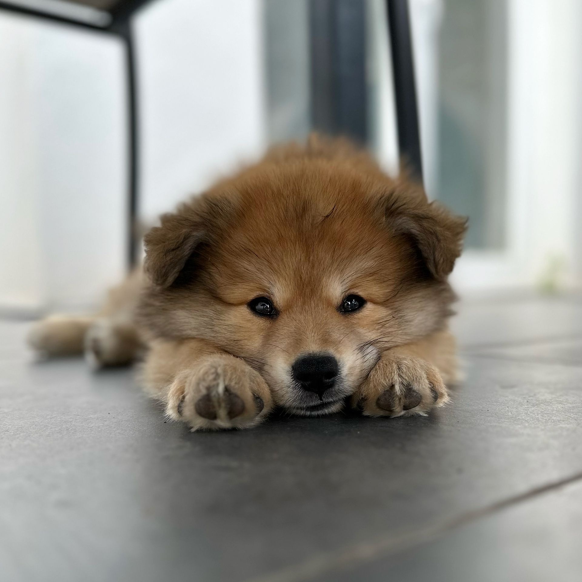 Ai-je besoin d'un éducateur pour mon chiot ? | Toutou fûté